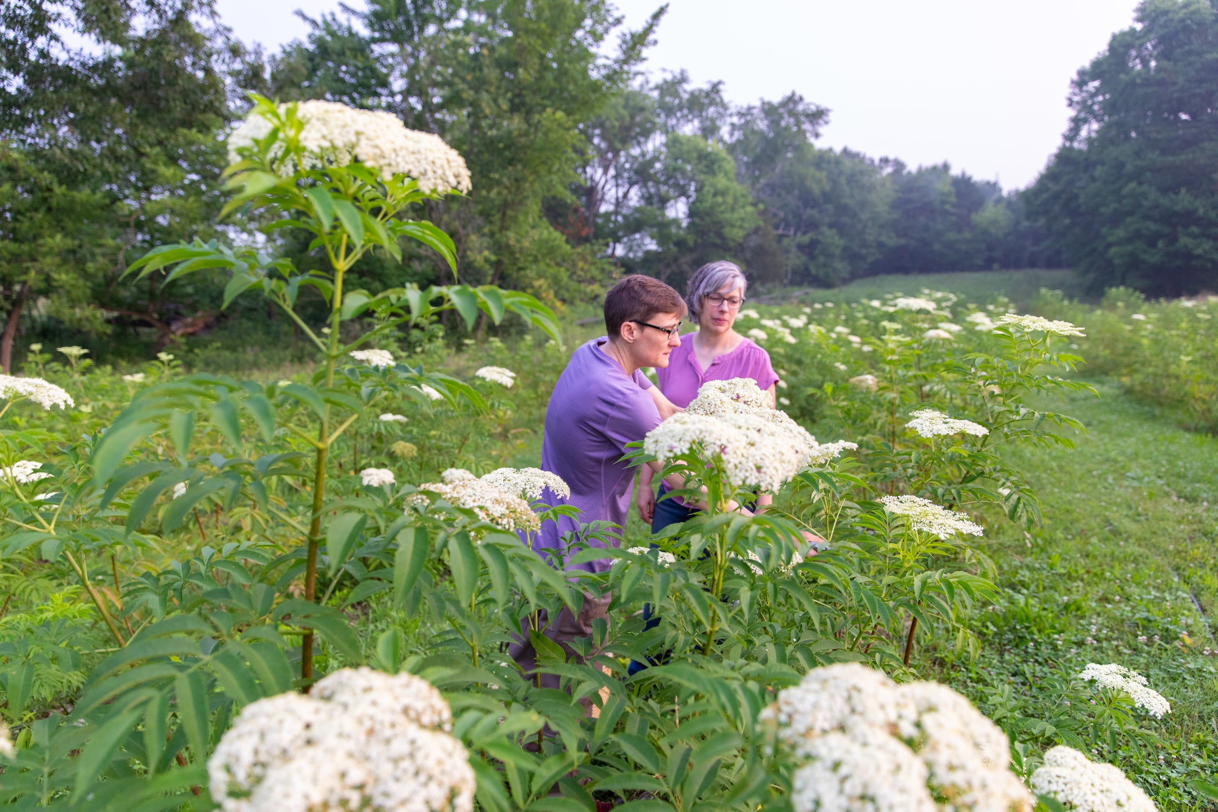 Elder Flower – Ohio Elderberry Farm & Kitchen